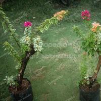 Jual Bougenville Variegata Terbaik - Harga Murah April 2024 & Cicil 0%