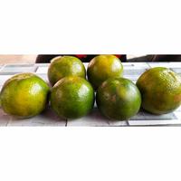 Jual Jeruk Semboro Terdekat - Harga Murah & Grosir Juni 2024