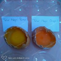Jual 1 Butir Telur Terdekat - Harga Murah & Grosir Mei 2024