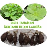 Jual Bibit Kentang Terbaik - Harga Murah Juni 2024 & Cicil 0%