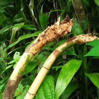 Jual Pohon Waregu Terbaik - Harga Murah April 2022 & Cicil 0%