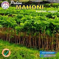 Jual Bibit Mahoni Terdekat - Harga Murah & Grosir Mei 2023