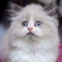 Jual Kucing Ragdoll Terlengkap & Terbaik - Harga Murah Oktober 2022