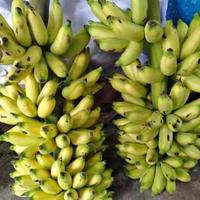 Jual 1 Tandan Pisang Terdekat - Harga Murah & Grosir Mei 2024