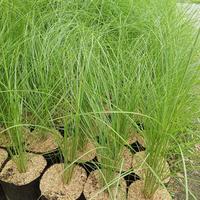 Jual Tanaman Ekor Kuda Terbaik - Harga Murah Mei 2024 & Cicil 0%