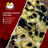 Jual Entok Terbaik - Harga Murah Februari 2024 & Cicil 0%