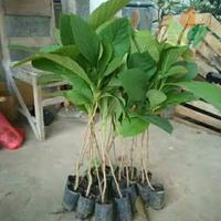 Jual Jati Solomon Terbaik - Harga Murah Juni 2024 & Cicil 0%