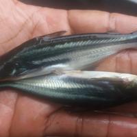 Jual Bibit Ikan Patin Terdekat - Harga Murah & Grosir Mei 2024