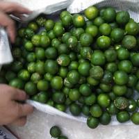 Jual Jeruk 1kg Murah - Harga Terbaru 2025