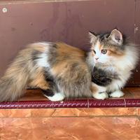 Kucing Munchkin Harga Termurah - Kualitas Terbaik