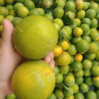 Jual Jeruk Baby Java Murah - Harga Terbaru April 2024
