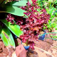 Jual Tanaman Hias Bayam Merah Terbaik - Harga Murah Juli 2025 & Cicil 0%