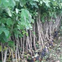 Jual Bibit Trembesi Terbaik - Harga Murah Mei 2024 & Cicil 0%