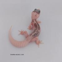 Jual Leopard Gecko Pied Terlengkap & Terbaik - Harga Murah Juni 2024