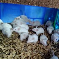 Jual Pakan Mencit Terlengkap & Terbaik - Harga Murah Februari 2024