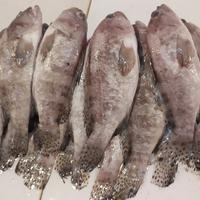 Ikan Kerapu Segar, Kualitas Terbaik & Harga Termurah 2024