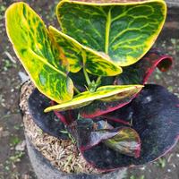 Jual Tanaman Puring Terbaik - Harga Murah Maret 2024 & Cicil 0%