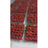 Jual Strawberry 1Kg Terdekat - Harga Murah & Grosir Februari 2024