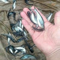 Jual Bibit Ikan Patin Terdekat - Harga Murah & Grosir Juni 2024