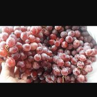 Anggur Merah, Minuman dari Anggur Kualitas Terbaik 2024