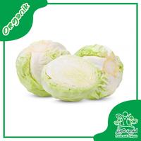 Jual Kol Putih Terdekat - Harga Murah & Grosir Maret 2024