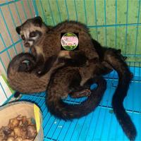 Musang Pandan Harga Termurah - Kualitas Terbaik