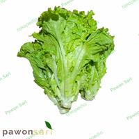 Daun Selada Harga Termurah - Pilihan Favorit