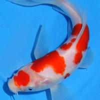 Jual Koi Slayer Terlengkap & Terbaik - Harga Murah April 2024