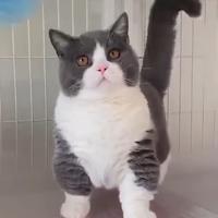 Jual Kucing Bsh Terlengkap & Terbaik - Harga Murah Maret 2025