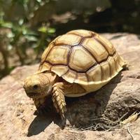 Jual Sulcata Baby Terlengkap & Terbaik - Harga Murah Desember 2022