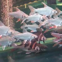 Jual Ikan Red Feifeng Terlengkap & Terbaik - Harga Murah Mei 2024