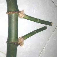 Jual Bambu Petuk Asli Terbaik - Harga Murah April 2024 & Cicil 0%