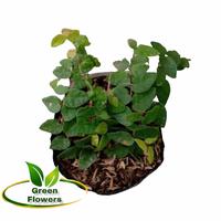 Jual Dolar Rambat Terbaik - Harga Murah Maret 2024 & Cicil 0%