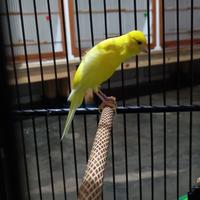 Jual Kenari Sf Terlengkap & Terbaik - Harga Murah Februari 2023