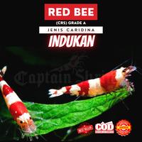 Review Dekorasi Aquascape Indukan Udang Hias Red Bee & Black Bee Grade ...