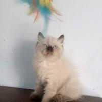 Jual Kucing Ragdoll Terlengkap & Terbaik - Harga Murah Desember 2023