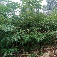 Jual Pohon Pule Terbaik - Harga Murah Juni 2024 & Cicil 0%