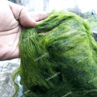 Jual Lumut Umpan Murah & Terbaik - Harga Terbaru Juni 2024