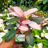 Jual Philodendron Pink Congo Terbaik - Harga Murah Juni 2024 & Cicil 0%