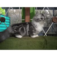 Kucing Munchkin Harga Termurah - Kualitas Terbaik