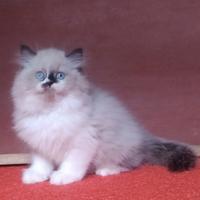 Jual Ragdoll Murah - Harga Terbaru Mei 2025