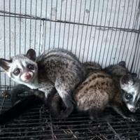 Musang Pandan Harga Termurah - Kualitas Terbaik