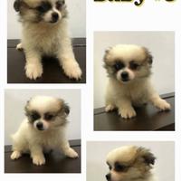 Mini Pom Anjing Harga Termurah - Kualitas Terbaik