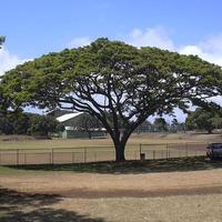 Jual Bibit Trembesi Terbaik - Harga Murah Mei 2024 & Cicil 0%