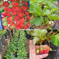 Jual Bibit Strawberry Terbaik - Harga Murah April 2024 & Cicil 0%