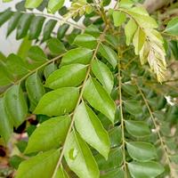 Jual Daun Kari Terdekat - Harga Murah & Grosir Juni 2024