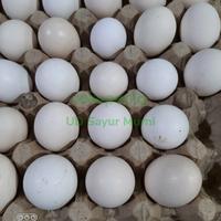 Jual Telur Ayam 30 Butir Terlengkap - Harga Murah Mei 2024
