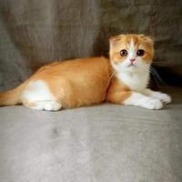 Kucing Scottish Fold Harga Termurah - Kualitas Terbaik