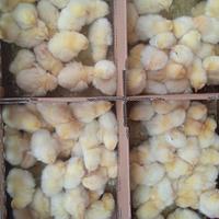 Jual Doc Ayam Broiler Terdekat - Harga Murah & Grosir Mei 2024