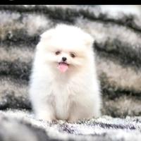 Jual Anjing Minipom Terlengkap & Terbaik - Harga Murah Februari 2024